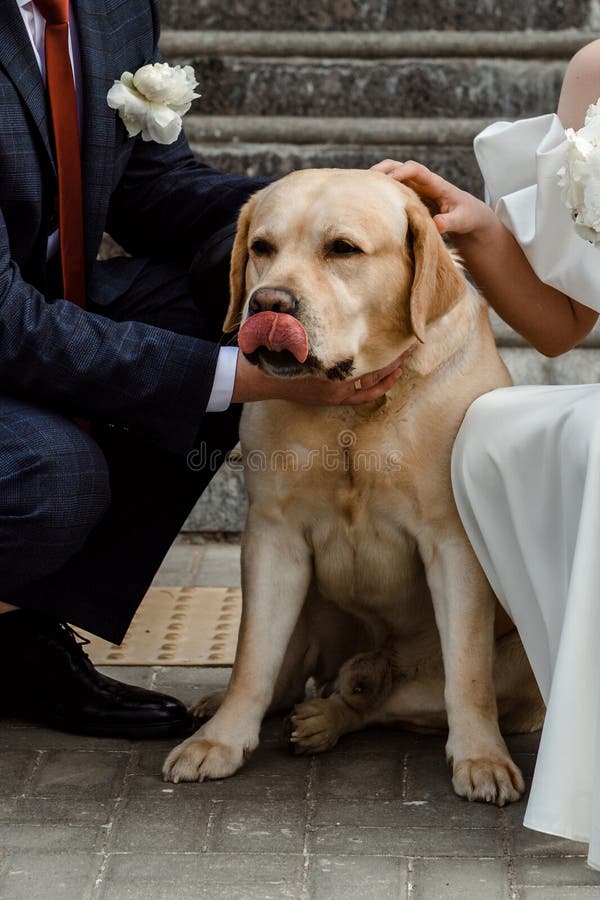 The Bride and Groom with a Dog. Stock Photo - Image of canine, domestic ...