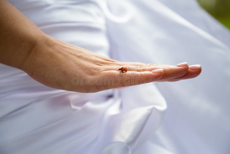 Bride with Ladybug on Hand stock photo. Image of bride - 59746238