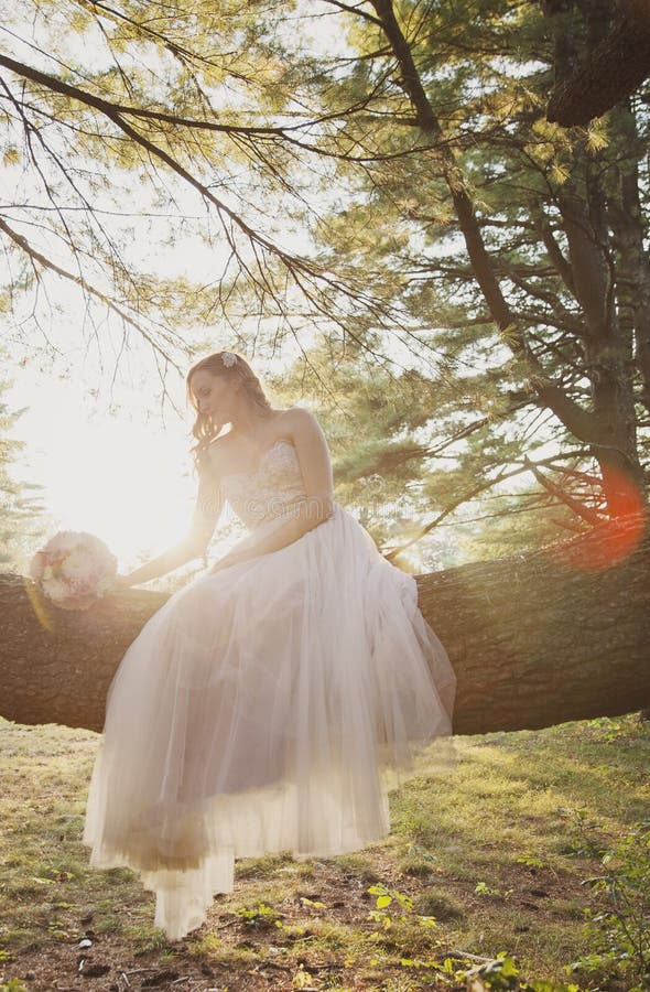 Bride sitting in a tree stock image. Image of setting - 102086299