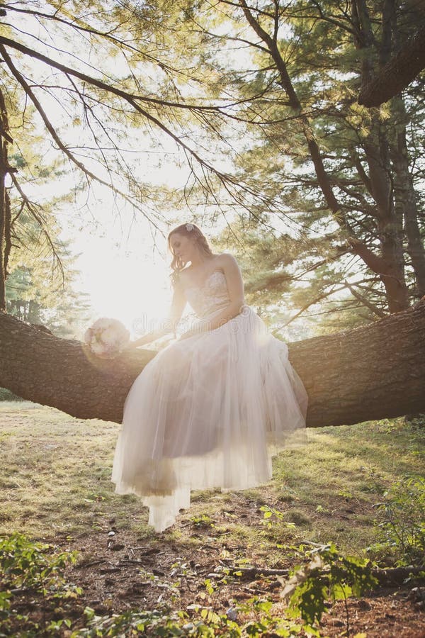 Bride sitting in a tree stock image. Image of peaceful - 102086465