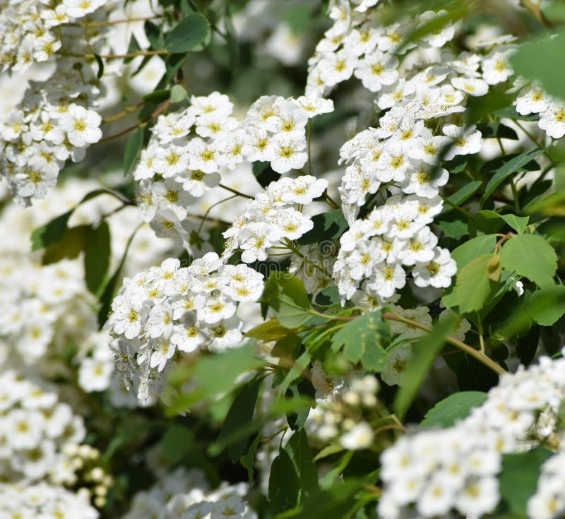 Bride Spiraea stock photo. Image of white, shrubs, bridal - 247195442