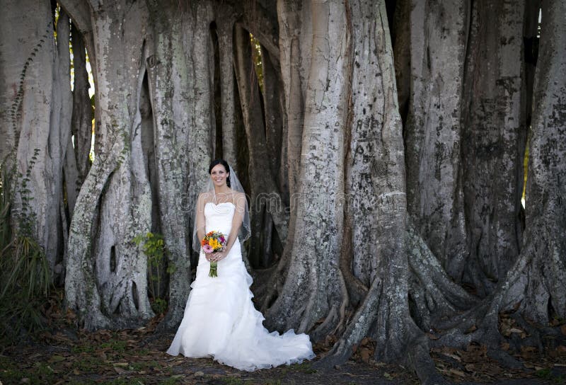 Bride under tree stock photo. Image of marry, beauty - 15238266