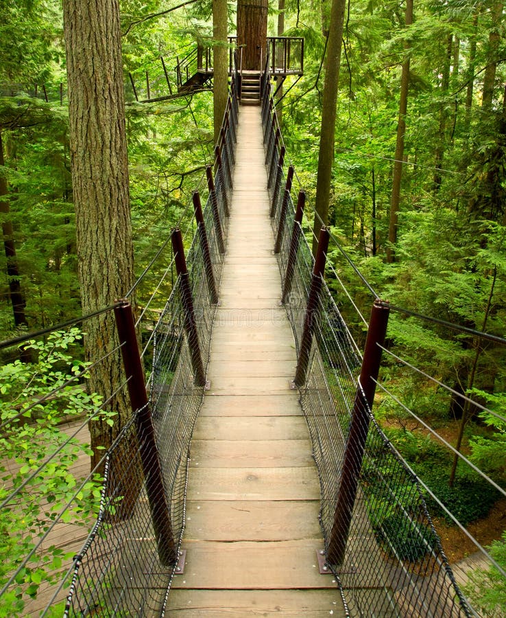 Bridge above the forest stock image. Image of adventure - 21906147