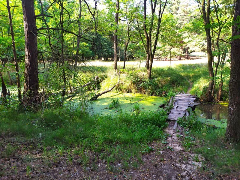 Bridge across the swamp stock photo. Image of weather - 193124940