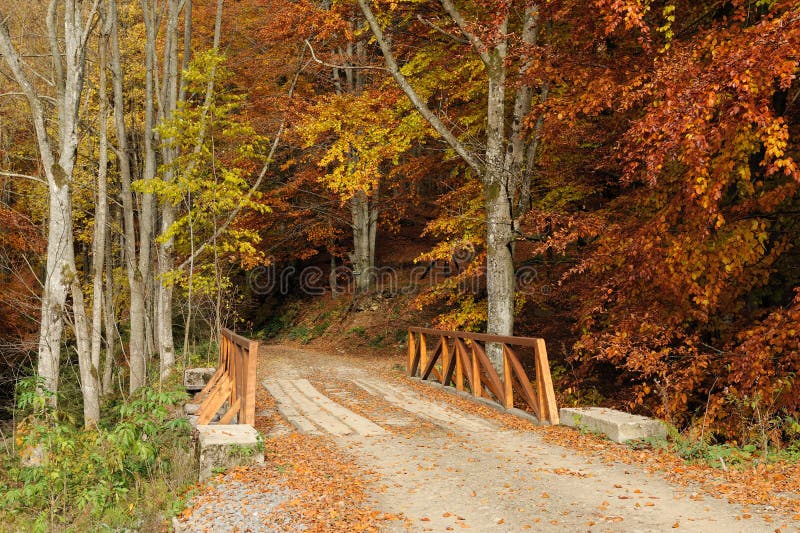 Bridge in autumn forest stock photo. Image of landscape - 61710264