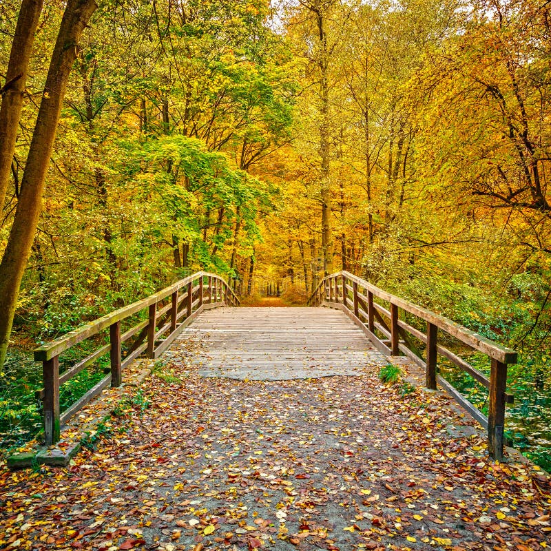 Bridge in autumn forest stock image. Image of fall, path - 32916519