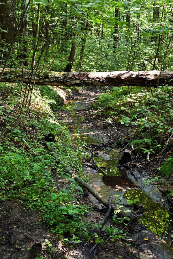 Bridge of Birch Log on Forest Ravine Stock Image - Image of outdoor ...