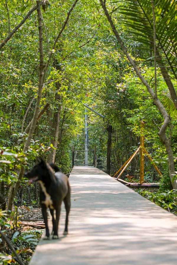 Bridge Covered by Natural Trees Stock Image - Image of crossing ...