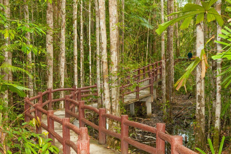 Bridge Crossing Green Forest Stock Photo - Image of wooden, green: 43203274