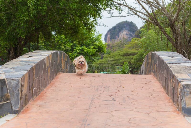 Bridge and dog stock photo. Image of close, canine, green - 65451788