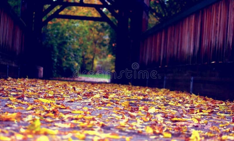 Bridge in fall stock photo. Image of reflection, flower - 235353390