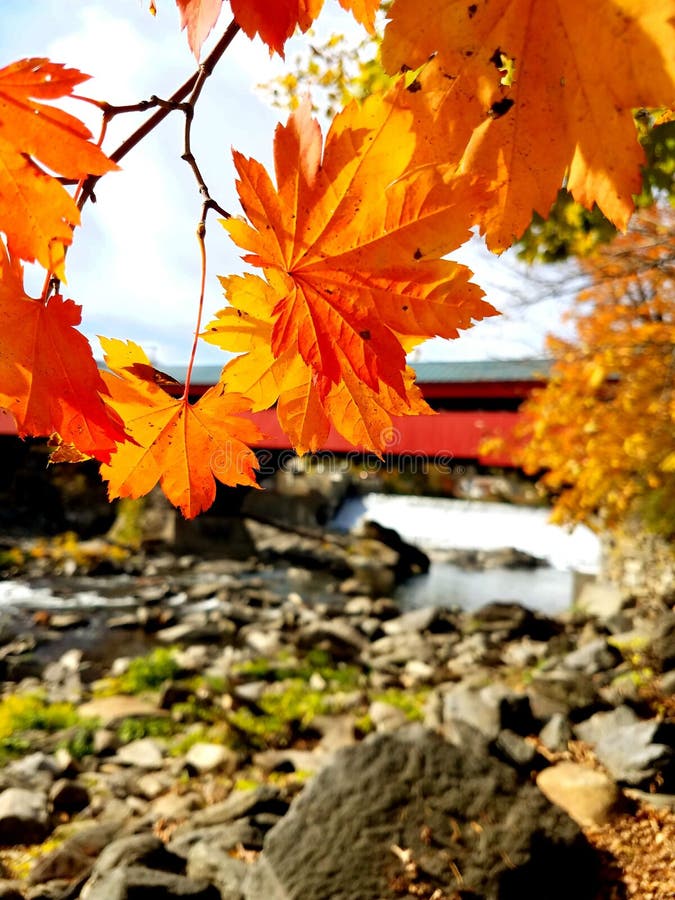 Bridge through fall leaves stock photo. Image of maple - 206186362