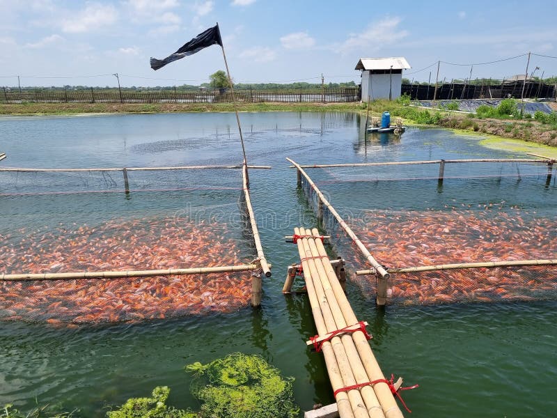 Bridge fish pond stock photo. Image of boating, waterway - 295776550
