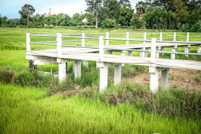 Bridge Footbridge Walkway Pathway Along Rice Paddy Field Stock Image ...