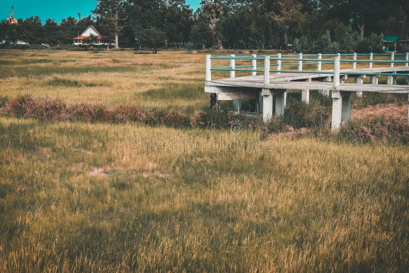 Bridge Footbridge Walkway Pathway Along Rice Paddy Field Stock Image ...