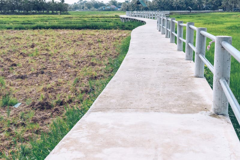 Bridge Footbridge Walkway Pathway Along Rice Paddy Field Stock Image ...