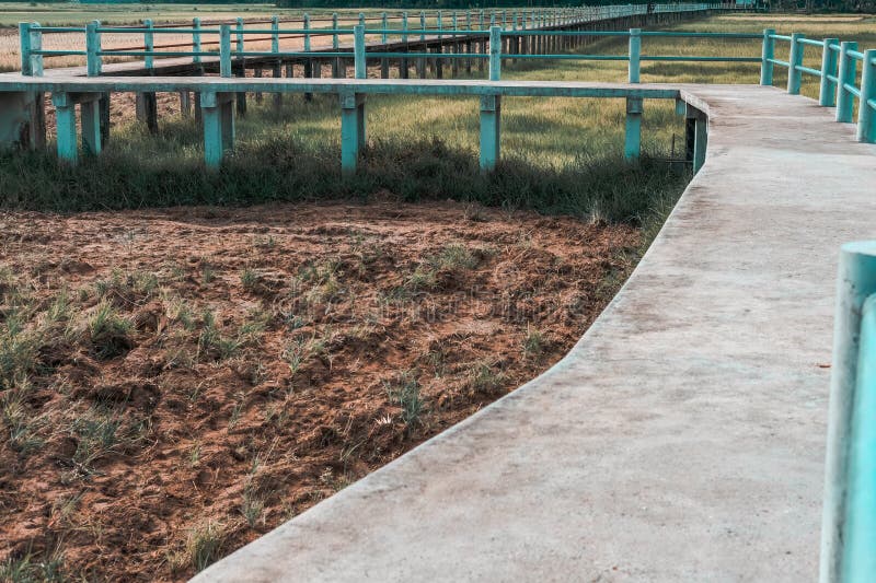 Bridge Footbridge Walkway Pathway Along Rice Paddy Field Stock Photo ...
