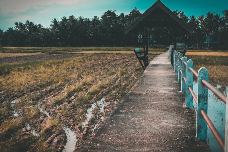 Bridge Footbridge Walkway Pathway Along Rice Paddy Field Stock Photo ...
