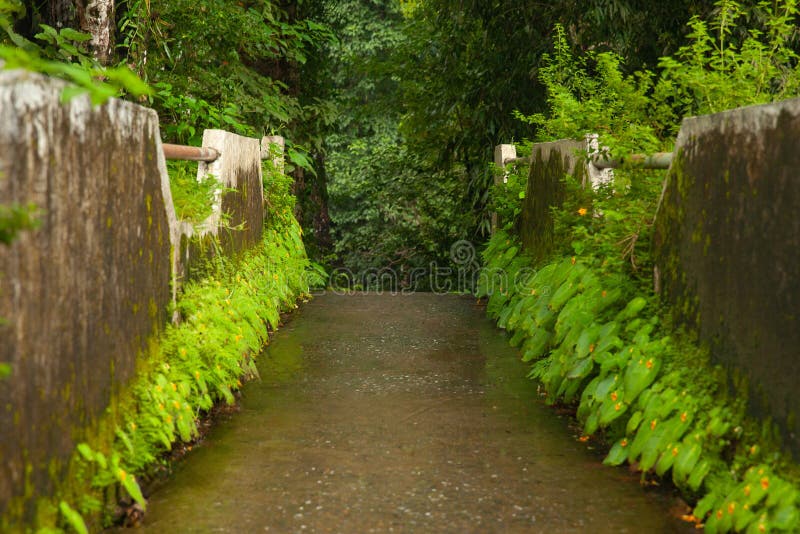 Bridge in the Forest with Ferns Growing Stock Photo - Image of ...