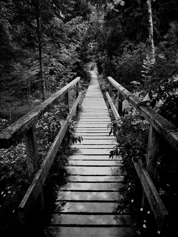 Bridge in the Forest, Germany, Black Forest Stock Image - Image of ...