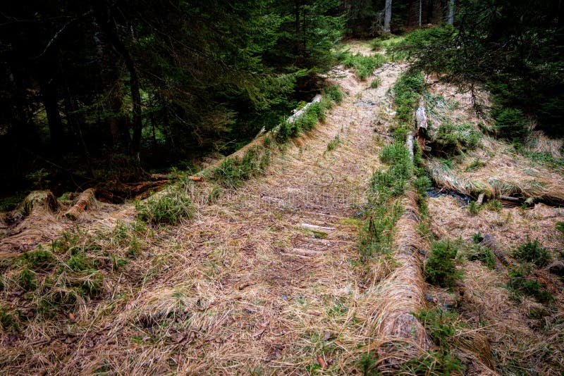 Bridge on forest road stock photo. Image of slovenia - 83764256