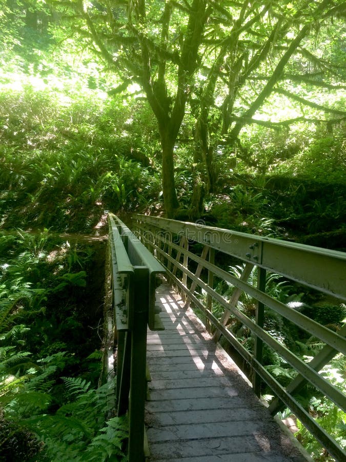 Bridge in forest stock image. Image of green, forest - 61246261