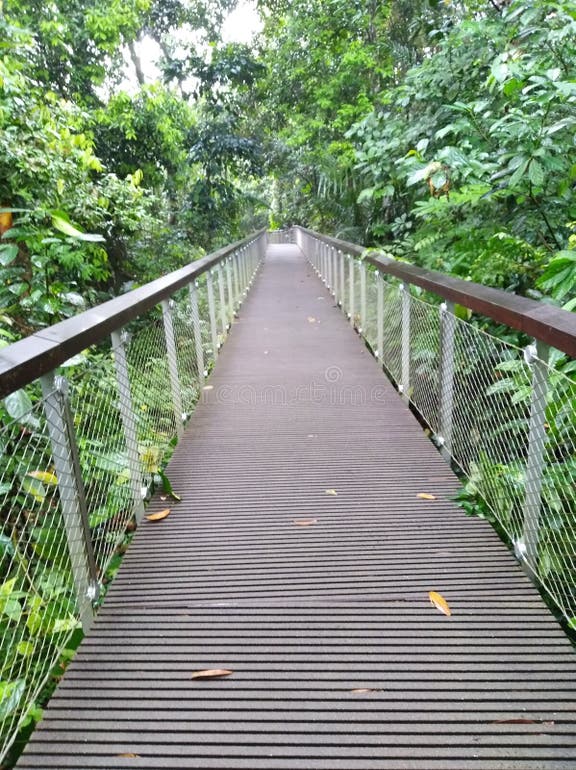 Bridge stock image. Image of forest, walk, tree, bridge - 125776369