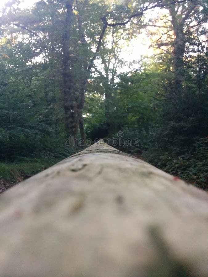 Bridge in Forrest stock image. Image of bridge, bushes - 81614643