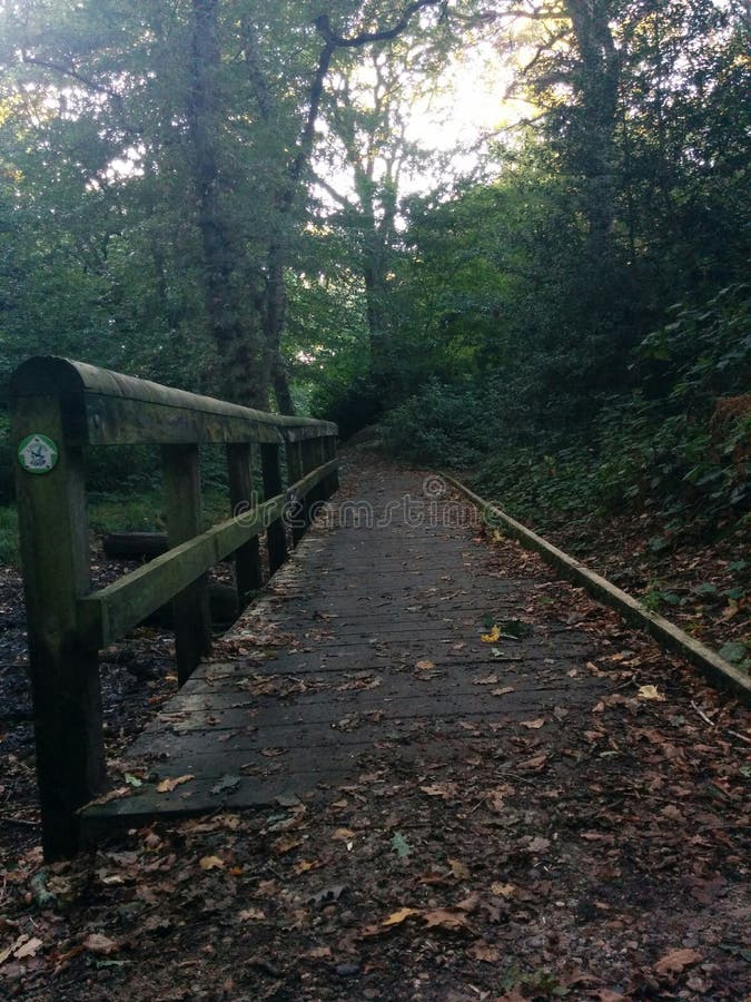 Bridge in Forrest stock photo. Image of path, bridge - 81614666