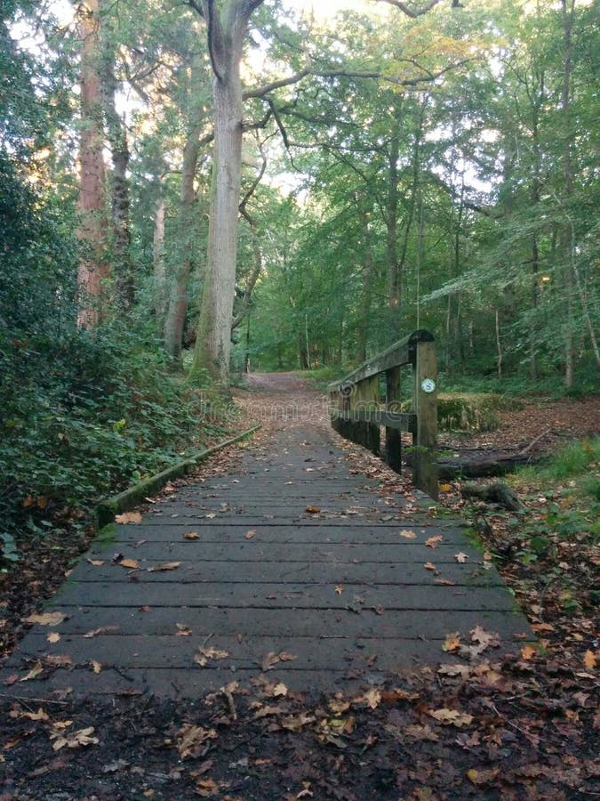 Bridge in Forrest stock image. Image of landscape, grove - 81622953