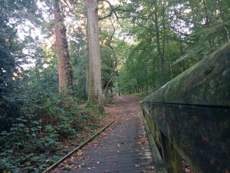 Bridge in Forrest stock image. Image of plant, branch - 81624269