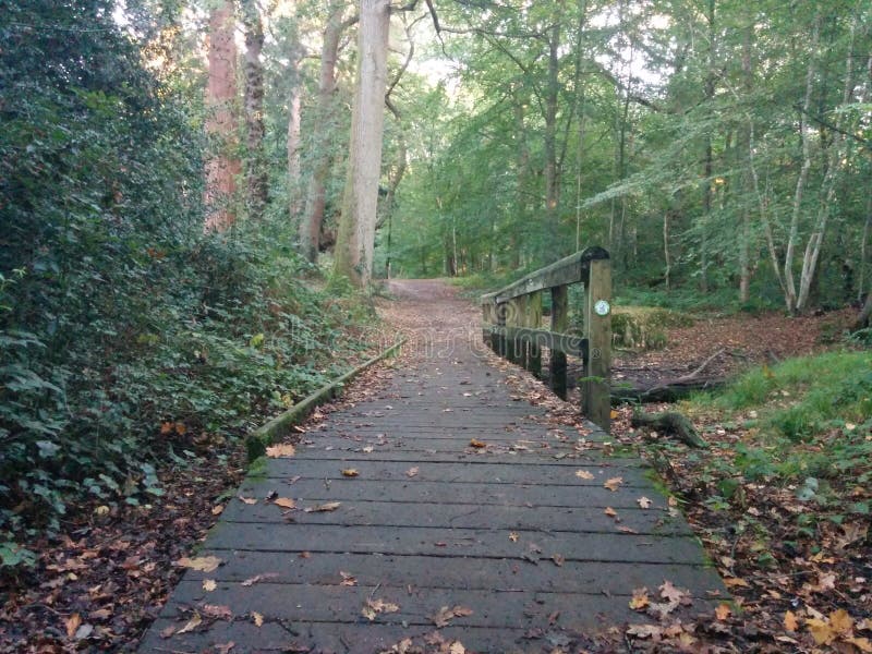 Bridge in Forrest stock image. Image of wood, bridge - 81654567