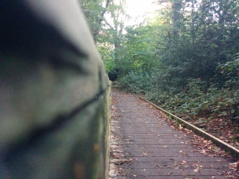 Bridge in Forrest stock image. Image of tree, forrest - 81654611