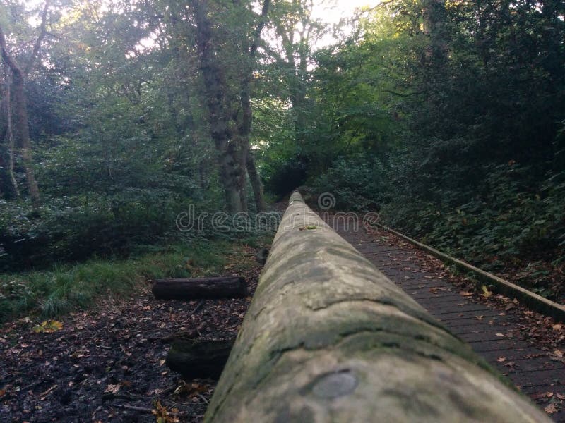 Bridge in Forrest stock image. Image of track, woodland - 81654725