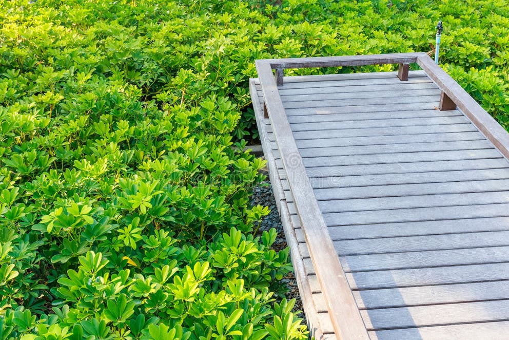 Bridge in the Garden stock photo. Image of leaf, botanical - 86109164