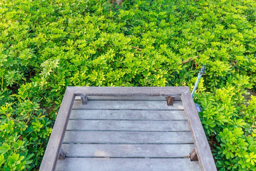 Bridge in the Garden stock image. Image of ecology, closeup - 86109189