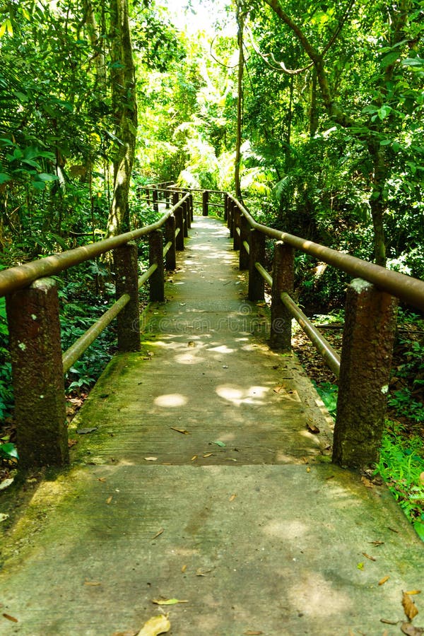 The Bridge Goes into the Forest. Stock Image - Image of path, ground ...
