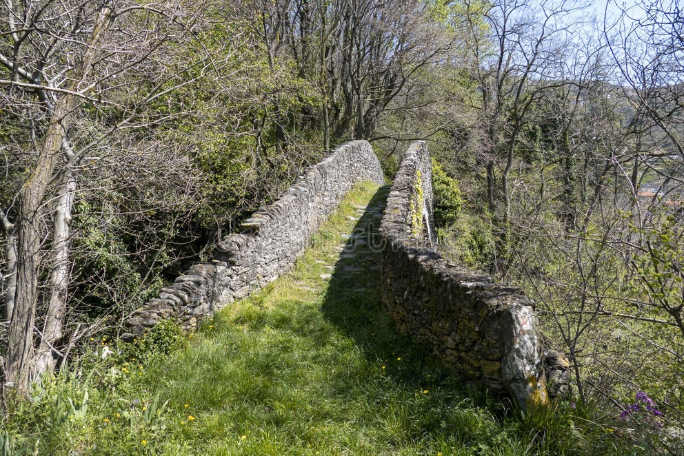 Bridge Going Up with Grass Growing on it in a Thick Forest Stock Image ...