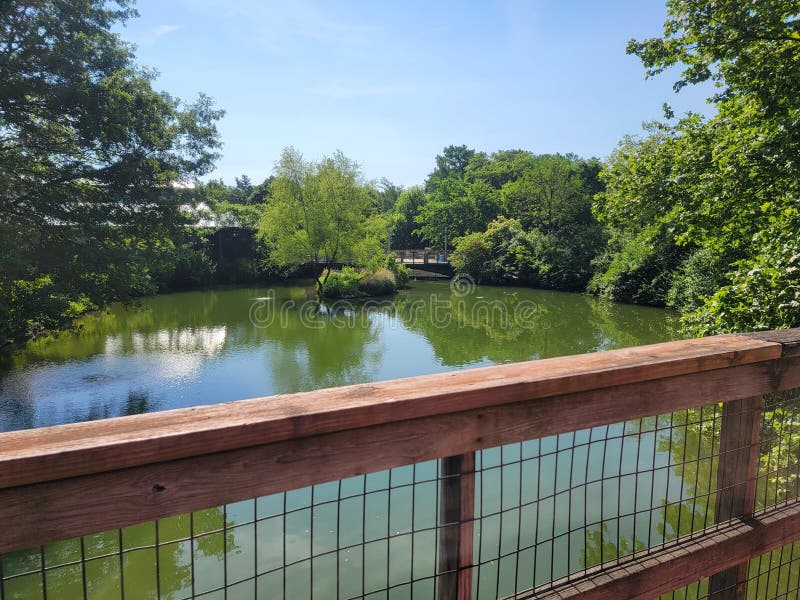 A View Across the Pond from the Bridge Stock Photo - Image of stand ...