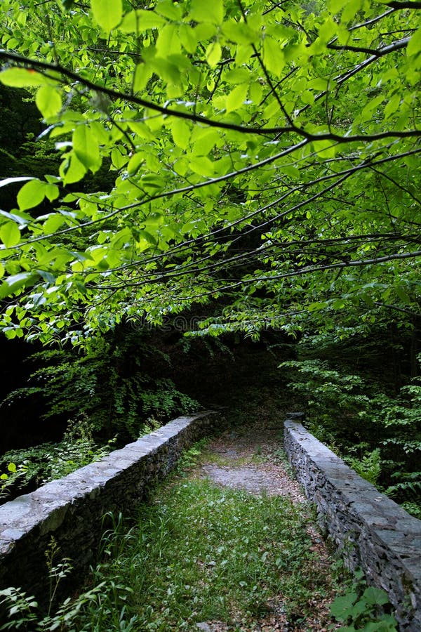 Bridge in green forest stock photo. Image of path, alps - 15870728