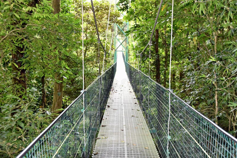 Bridge Hanging in the Middle of the Trees in the Rainforest Stock Photo ...