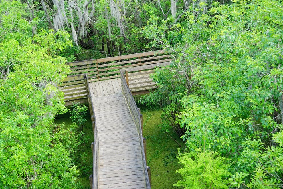 A Bridge is Hiding in a Pond Stock Image - Image of pond, largest: 68595451