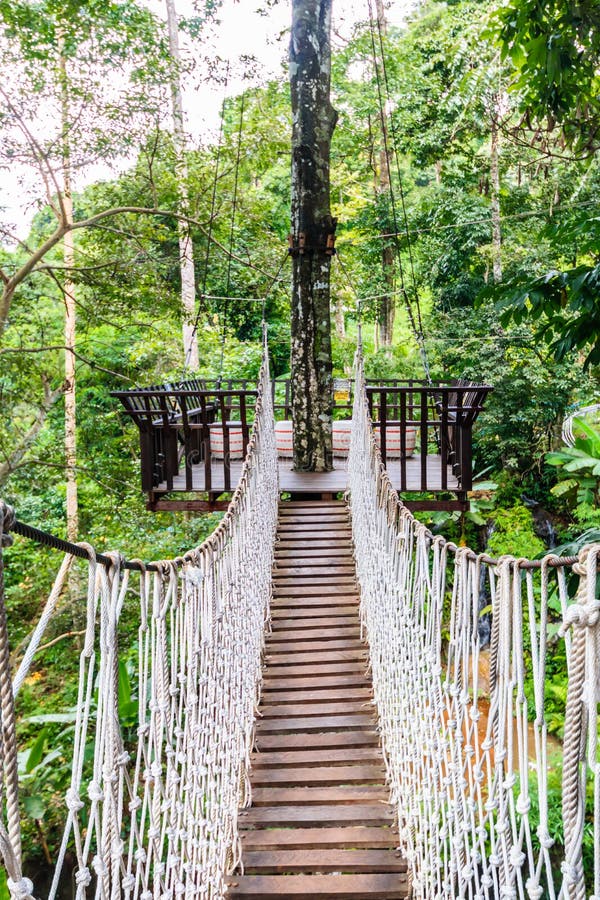 The Bridge on High Tree Look Around Forest Top View Stock Image - Image ...