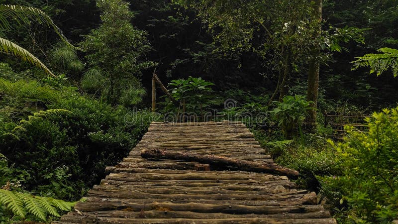 The Bridge for Humans in this Forest is Made Up of Tree Branches of the ...