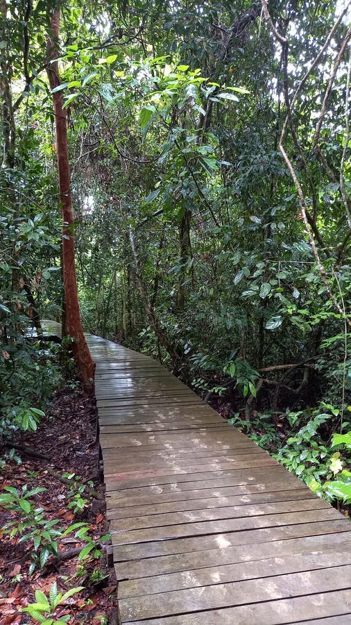 Bridge inside the Jungle stock photo. Image of branch - 262274842
