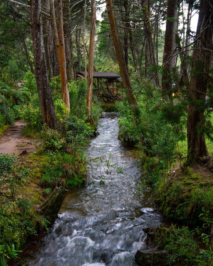 Bridge Intersecting a River Inside of a National Park in Colombia Stock ...