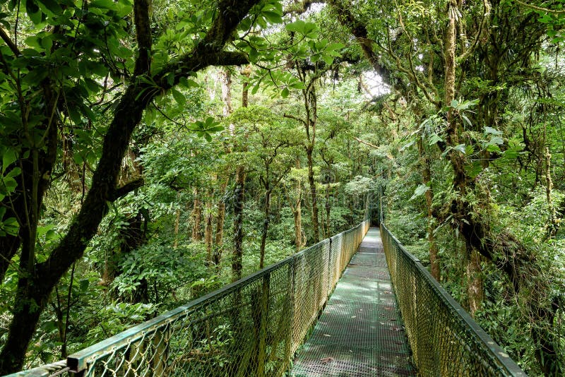 Bridge in the jungle stock image. Image of colombia, panama - 97124075