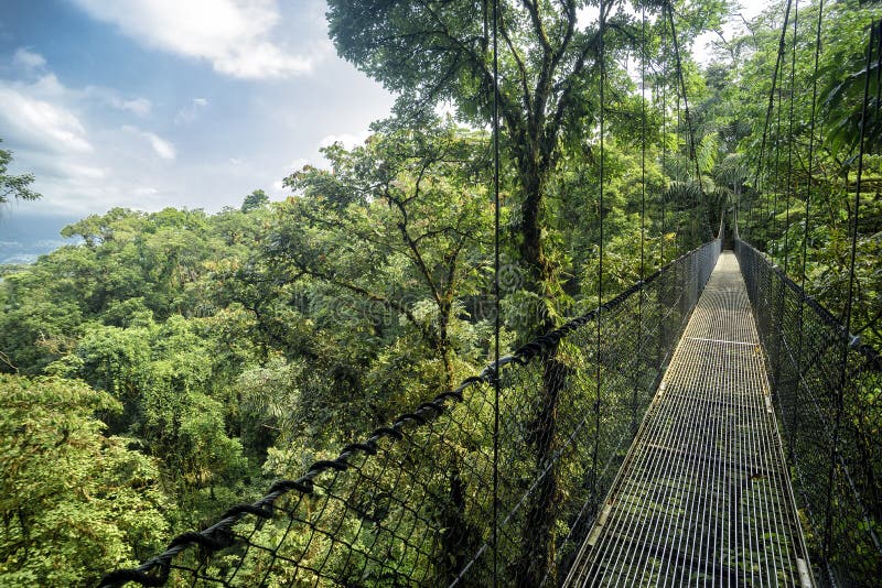 Bridge in the jungle stock image. Image of national, risk - 3577761