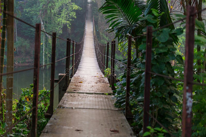 Bridge in jungle stock photo. Image of pedestrian, suspended - 246325160