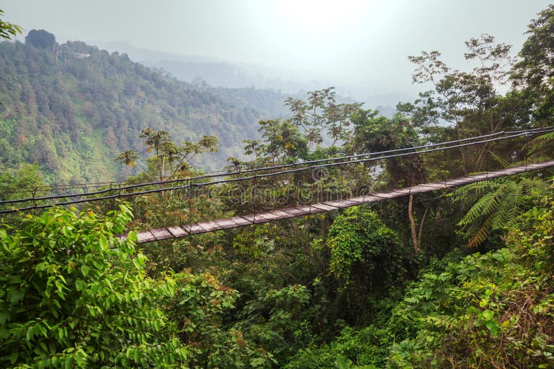 Bridge in jungle stock image. Image of lanka, suspension - 277950277